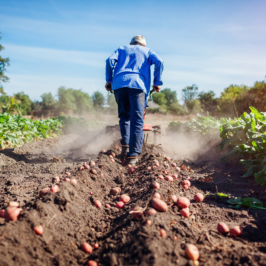 How Food Production Transformed Our Way of Life