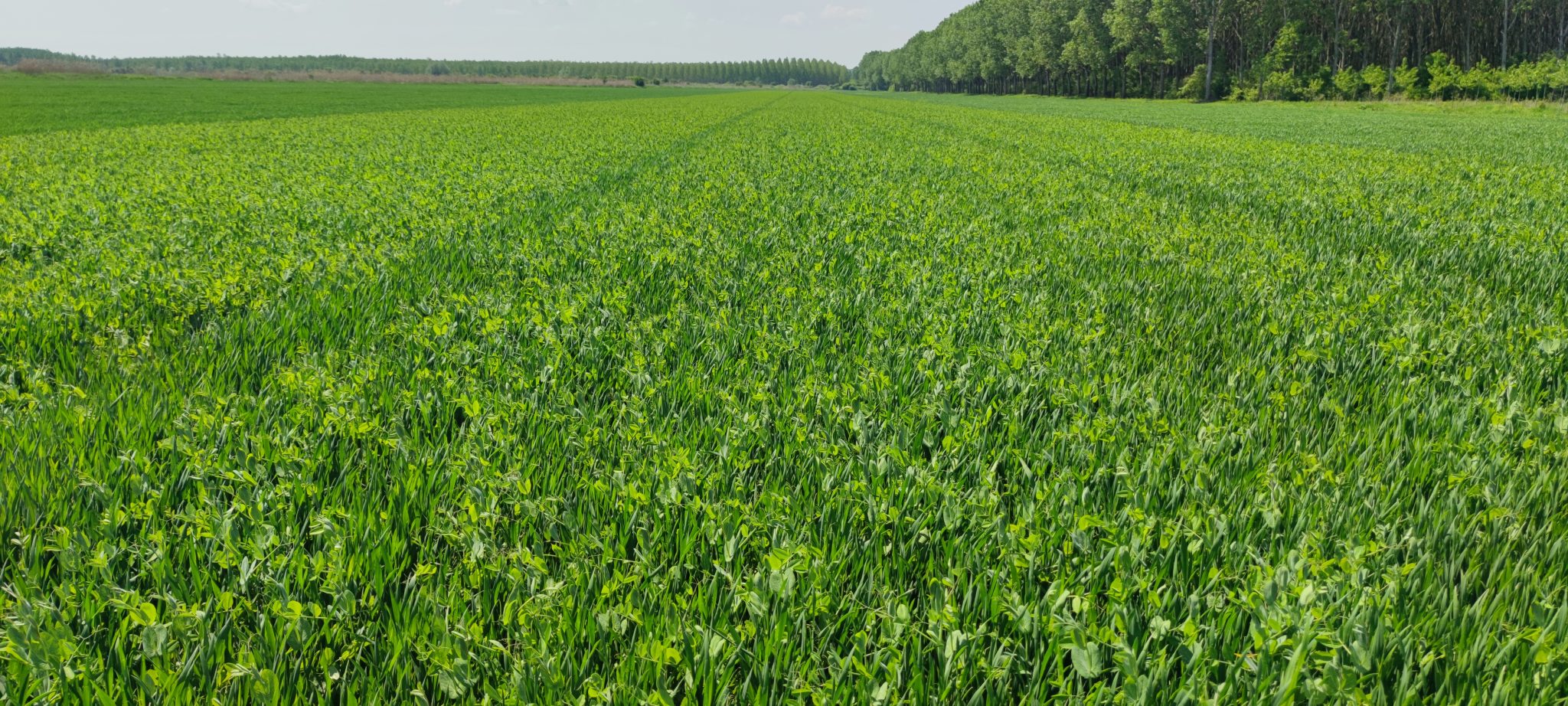 How Do We Improve Soil Fertility with Green Manure Fertilizers?
