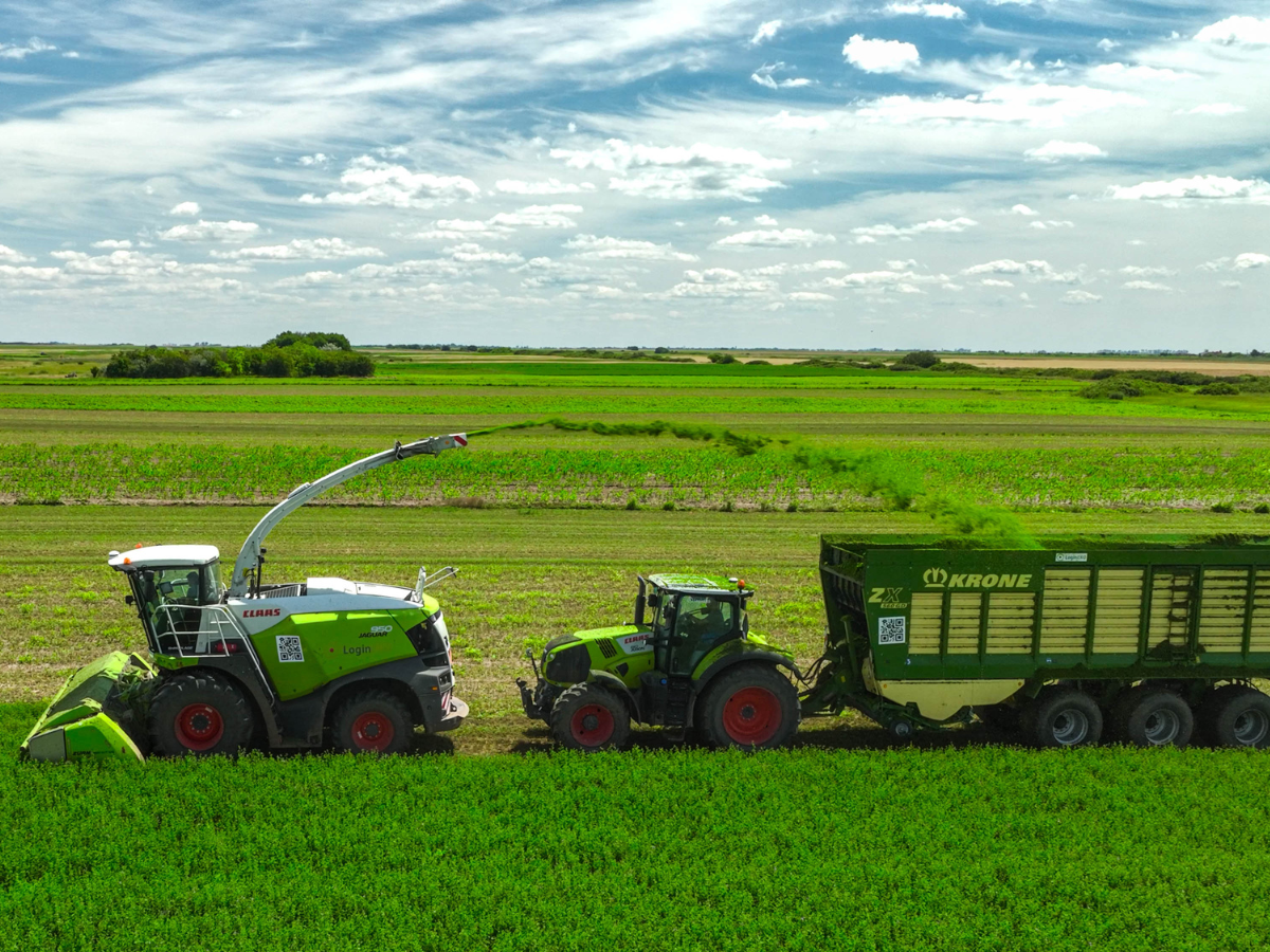 Green Manure Soil Nourishment for Sustainable Farming