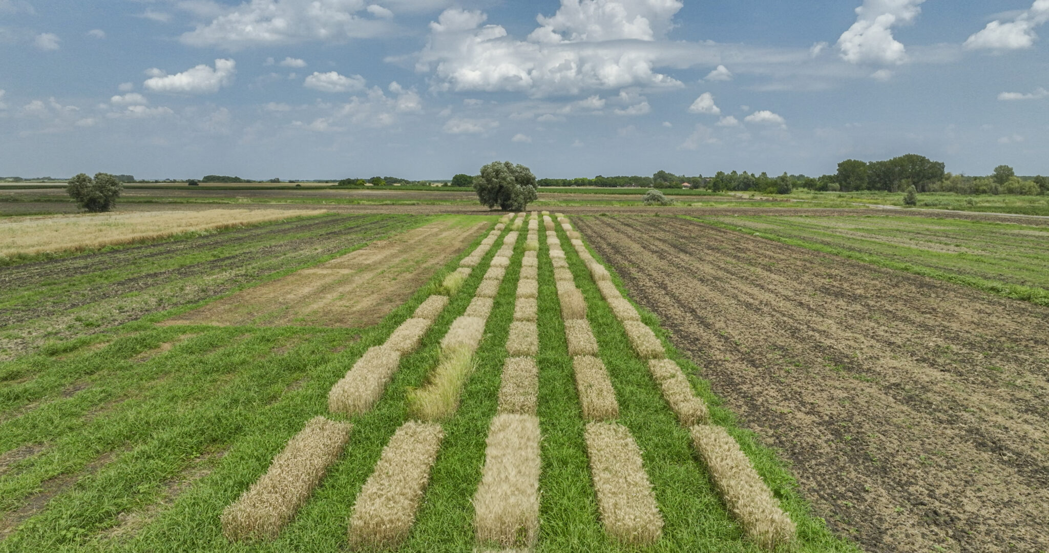 Sustainable Intercropping Wheat Trial Yields High-Quality Food