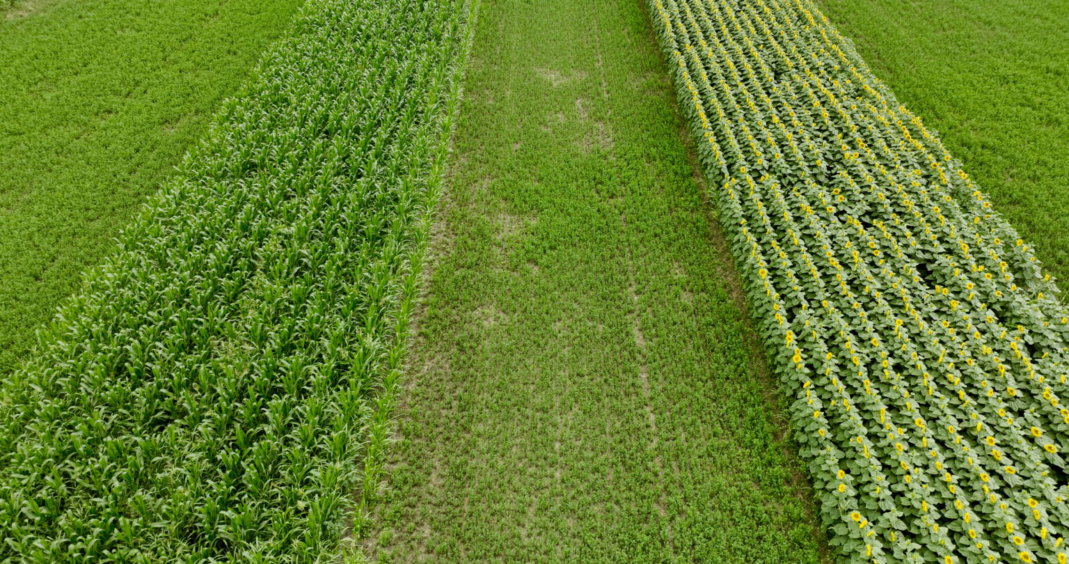 Innovative Farming Technique: Stripcropping for a Greener Future