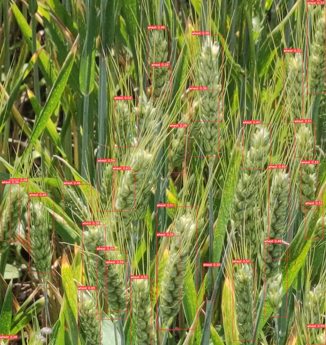 The Evolution of Wheat Ear Detection Through AI