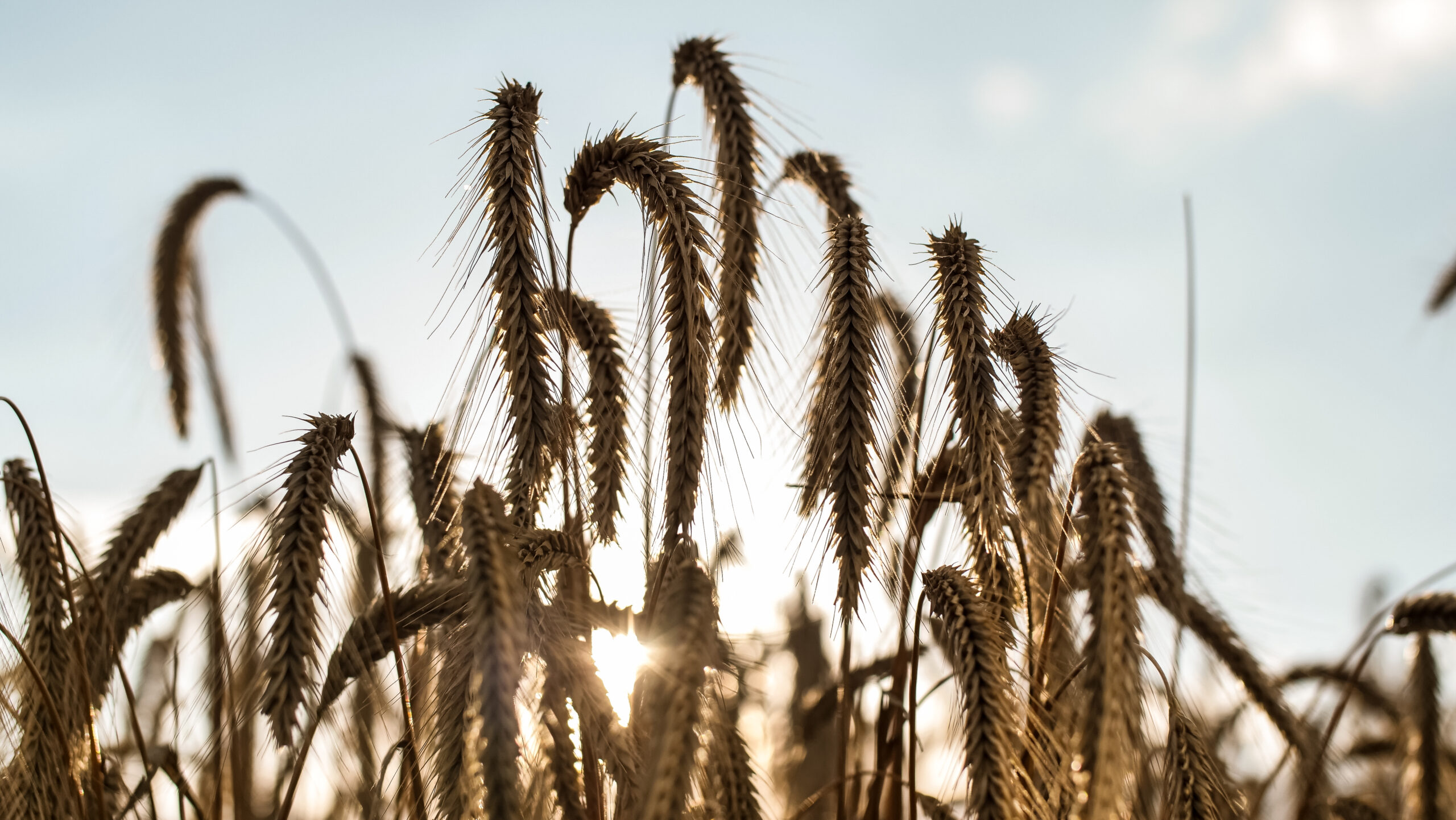 Harnessing Rye's Unique Traits in Sustainable Farming