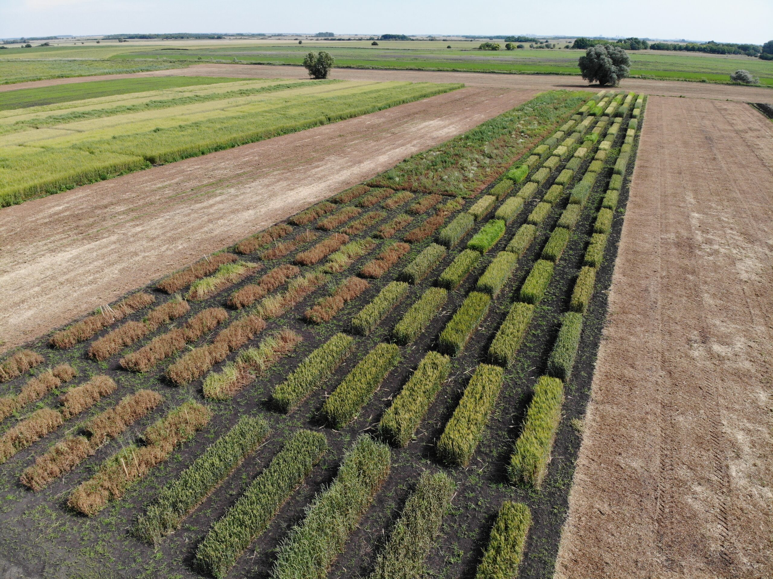 How Screening Trials Helped Us Find the Best Wheat Varieties