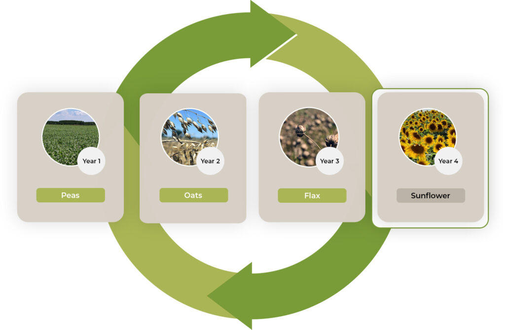 What is Crop Rotation and Why Do We Need It?