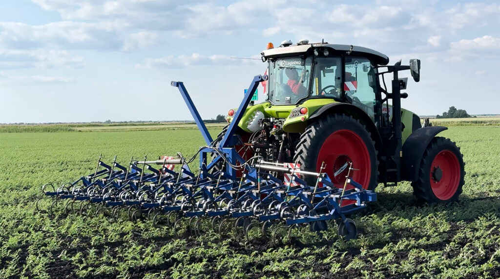 How We Tackle Weeds in Organic Chickpeas