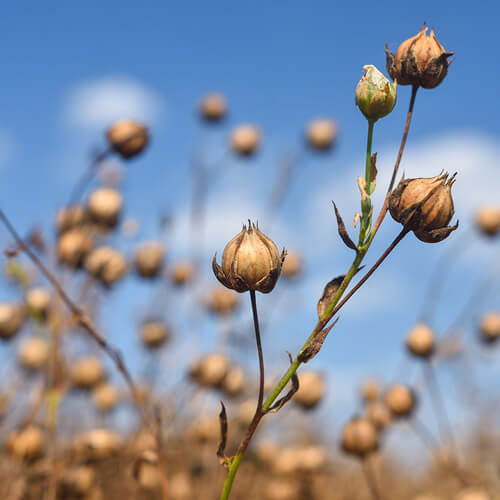 Sustainable organic farming at scale | LoginEKO